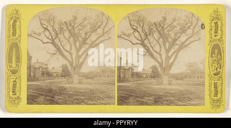 Washington's tree Cambridge Mass, American, about 1870 - 1880, Albumen ...