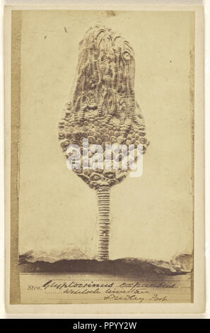 Eucalyptocrinus crinoid. Wenlock Limestone. Dudley Port.. William Hart ...