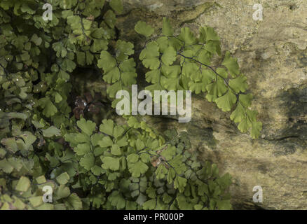 California Maidenhair Fern (Adiantum jordanii Stock Photo - Alamy