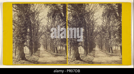 Bramshill Park, Hants. Seat of William H. Cope, Bart. Silver firs ...