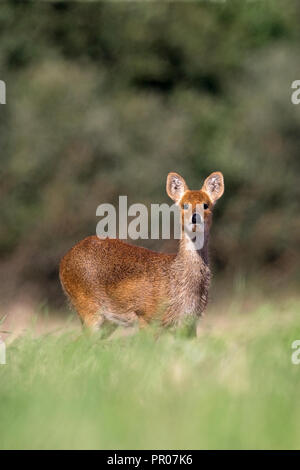 Chinese water deer (doe) -Hydropotes inermis Stock Photo - Alamy
