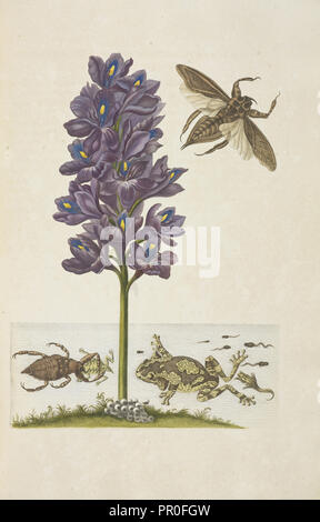 water hyacinth (eichhornia Stock Photo - Alamy