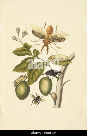 South American palm weevil (Rhynchophorus palmarum), the larva is ...