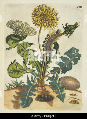 Paardebloem, De Europische insecten, Merian, Maria Sibylla, 1647-1717 ...