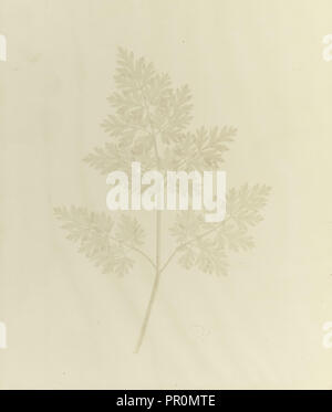 Leaf of a Plant. William Henry Fox Talbot (English, 1800 - 1877 Stock ...