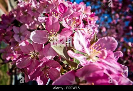 Beautiful cherry blossoms on a warm and sunny spring day Stock Photo ...