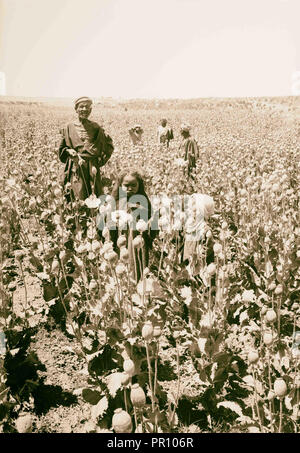Egyptian characters, etc. Gathering opium from seed pods of the poppy ...
