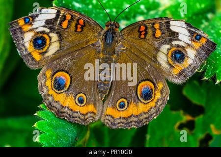 Blue Common Buckeye Butterfly Junonia Coenia Stock Photo - Alamy