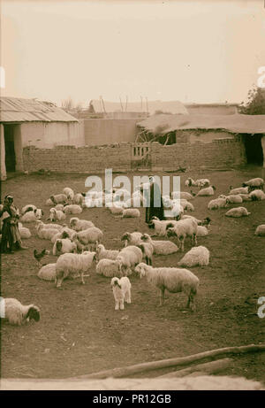 Sheep in the fold. 1900, Middle East, Israel and/or Palestine Stock ...