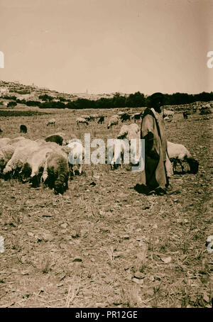 In the Shepherds' Field, Bethlehem. A shepherd watching a flock of the ...