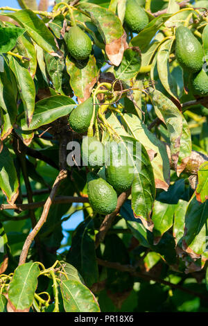 Seasonal harvest of green orgaic avocado, tropical green avocadoes ...