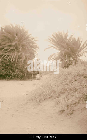 To Sinai via the desert. Wady Gharandel, palms of Elim. 1900, Egypt ...