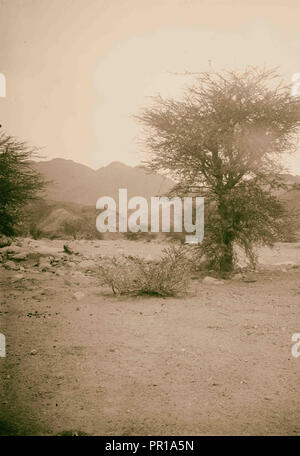 To Sinai via the desert. Wady Shellal. 1900, Egypt, Sinai Stock Photo ...