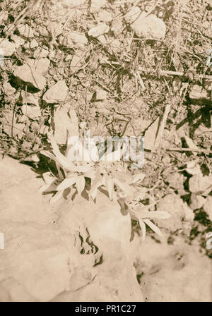 Wild flowers of Palestine. Meadow-saffron (Colchicum Decaisnei Boiss ...