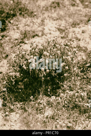 Wild flowers of Palestine. Yellow restharrow (Ononis Natrix L Stock ...