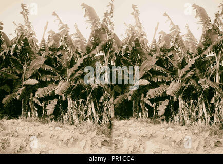Trees and shrubs. Bananas. (Musa sapientum L Stock Photo - Alamy