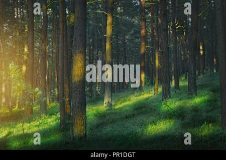 Mysterious fairy tale view into a magical dark blue forest with strong ...