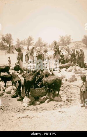 Goats with people. 1898, Middle East, Israel and/or Palestine Stock ...