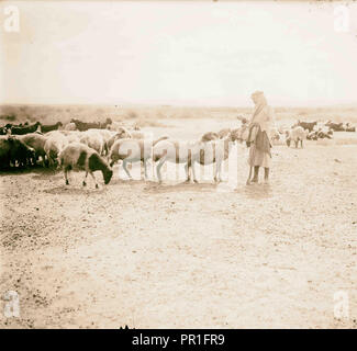 Sheep 1898, Middle East, Israel and/or Palestine. Reimagined by Gibon ...