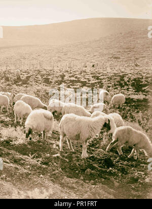 Sheep 1898, Middle East Stock Photo - Alamy