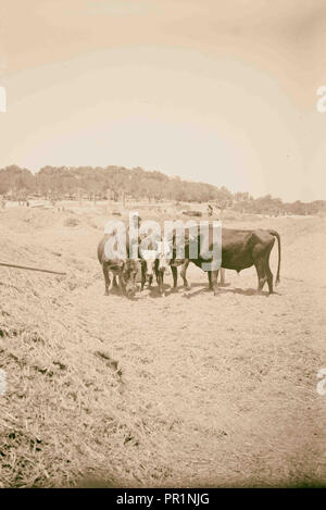 Threshing with cattle Stock Photo - Alamy