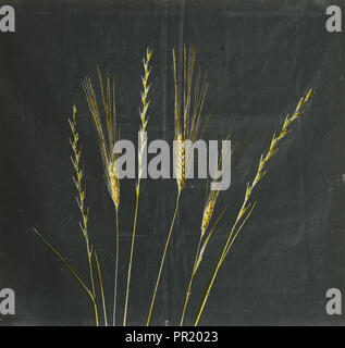 Wild flowers of Palestine. Tares and wheat (Lol. tem. L., Triticuum ...