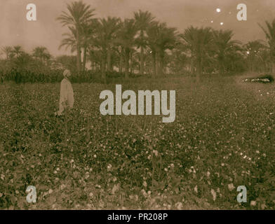 Agriculture in Egypt. Egyptian cotton. (Gossypium Peruvianum). Field of ...