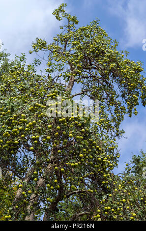 The Pyrus Nivalis or Snow Pear tree at Somerleyton HAll, Suffolk, UK ...