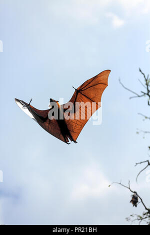 Indian flying fox (Pteropus giganteus), Indian Giant Flying Fox, flying ...