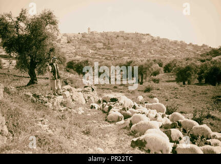 Bethlehem from the S. west with sheep. 1934, West Bank, Bethlehem ...