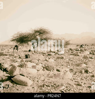 Sinai. Distant view of Jebel Serbal from el-Ka'a. American Colony ...