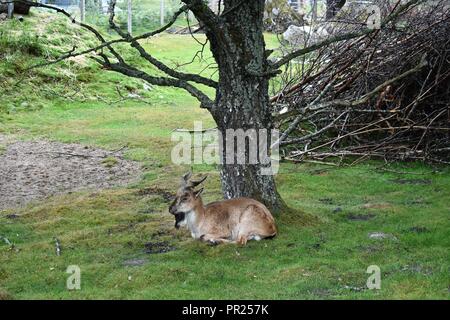 Spiral Horns of the Mountain Goat. Markhor or scythe goat looks into ...