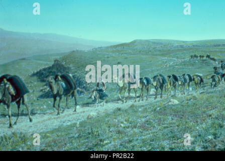 Camel caravan. 1950, Middle East Stock Photo - Alamy