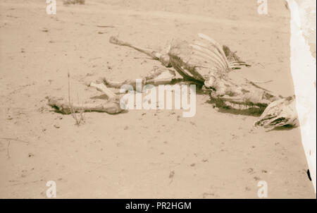 Locust plague, camel carcass stripped by locusts Stock Photo - Alamy