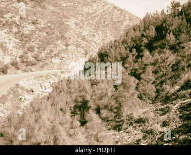 Agriculture, etc. Reforested hill side between Jerusalem and Jaffa ...