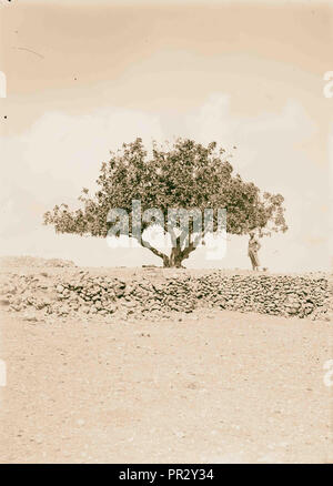 Trees 1898, Middle East, Israel and/or Palestine. Reimagined by Gibon ...