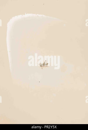 A locust. 1898, Middle East, Israel and/or Palestine Stock Photo - Alamy