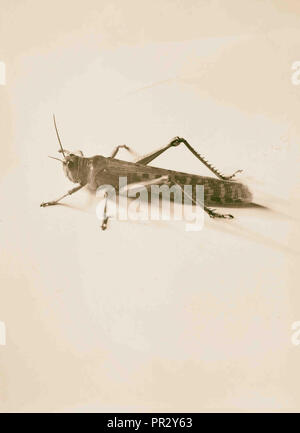 Locust final stage. 1898, Middle East, Israel and/or Palestine Stock ...