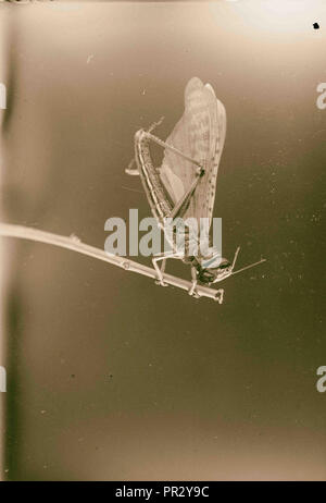 Moulting locust. 1898, Middle East, Israel and/or Palestine. Reimagined ...