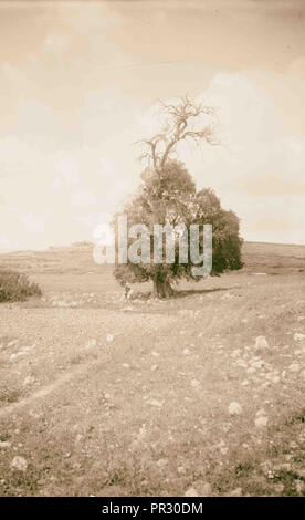 Oak tree at Tibna, northwest of Jerusalem Stock Photo - Alamy