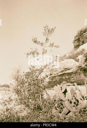 Mustard tree in garden tomb garden 1940, Jerusalem, Israel Stock Photo ...