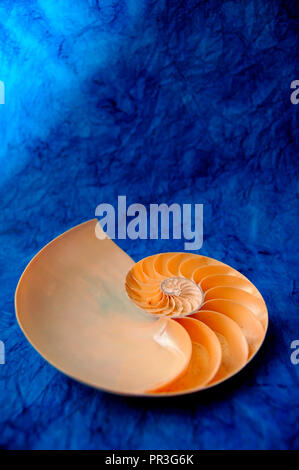 shell of a Chambered Nautilus cut in half Stock Photo - Alamy
