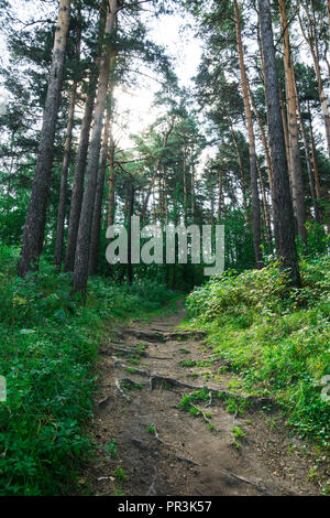 Pathway through beautiful forest with different trees Stock Photo - Alamy