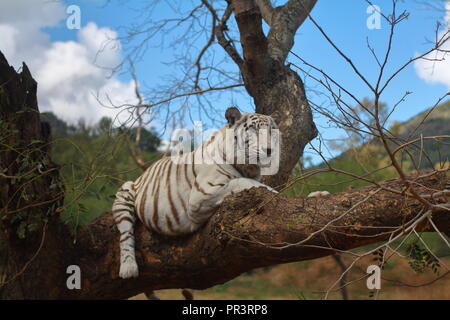 White skinned tiger on a tree Stock Photo - Alamy