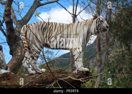 White skinned tiger on a tree Stock Photo - Alamy