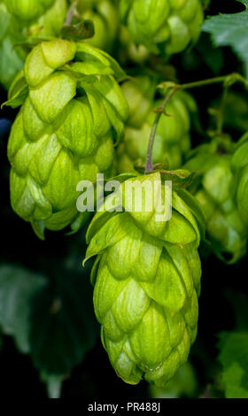 Humulus lupulus, Hopfen, hop Stock Photo - Alamy