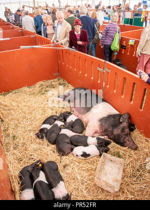 Great Gransden, UK. 29th September 2018, Great Gransden, Cambridgeshire ...