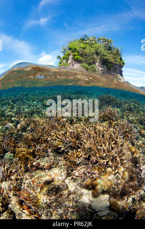 Shallow coral head at Fatu or Flower Pot Rock, Pago Pago, Tutuila ...