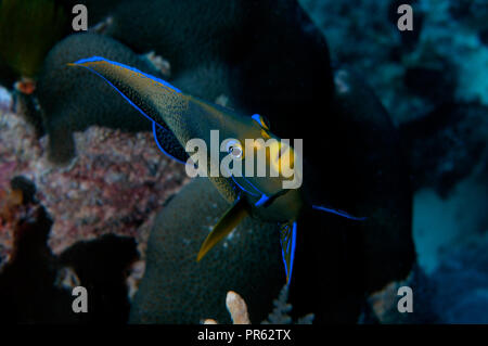 Semicircle angelfish, Pomacanthus semicirculatus, Heron Island, Great ...