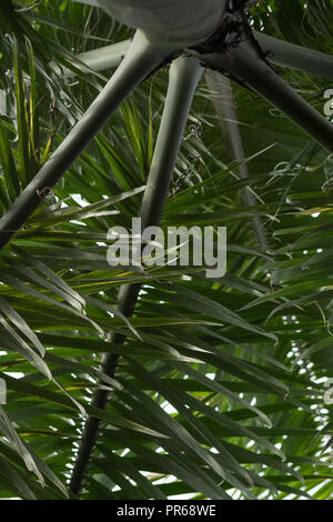 The Royal Palm Tree is the Cuban National Tree a symbol of the ...